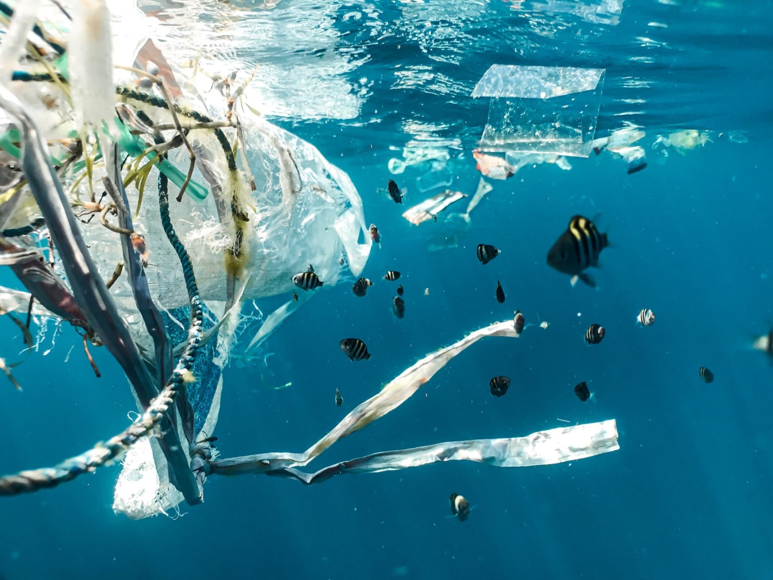 Why do marine animals eat ocean plastic? - Plastic Bank